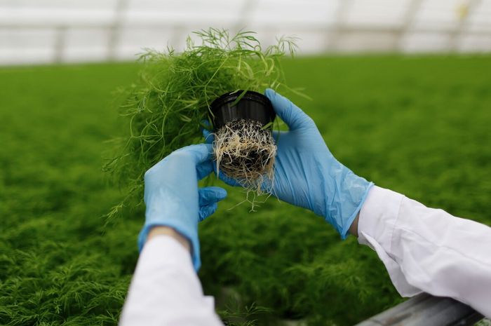 Mengenal Pelapukan Biologi dan Penyebabnya - Kids