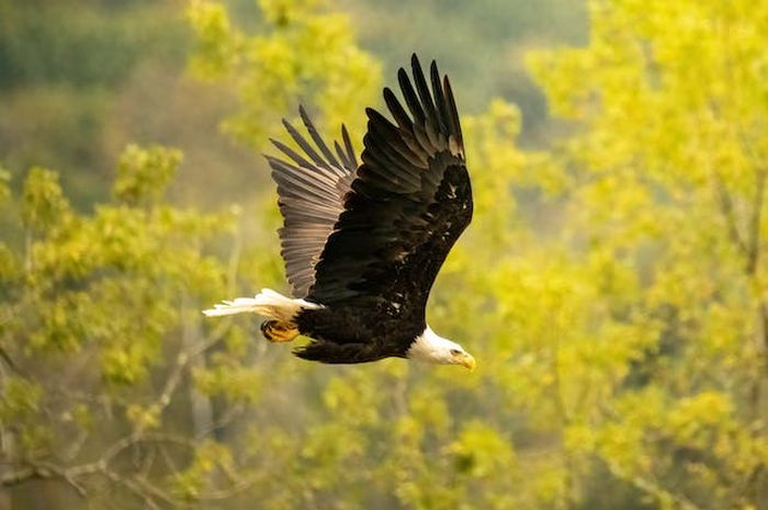 Jadi Simbol Nasional Amerika Serikat, Ini 5 Keistimewaan Burung Elang ...