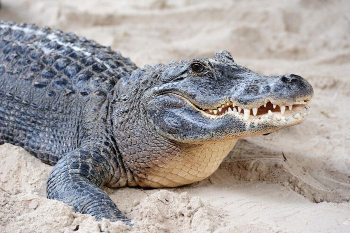 Sering Dikira Sama, Apa Perbedaan Aligator dan Buaya? #AkuBacaAkuTahu ... Sering Dikira Sama, Apa Perbedaan Aligator dan Buaya? #AkuBacaAkuTahu ...