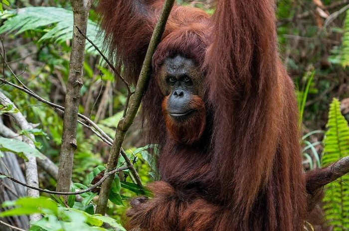 Suka Tidur dan Bisa Buat Kasur Sendiri, Ini 6 Fakta Unik Orang Utan - Bobo