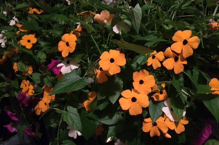 Hiasi Pekarangan, Ini 5 Jenis Tanaman Rambat Berbunga Cantik - Bobo