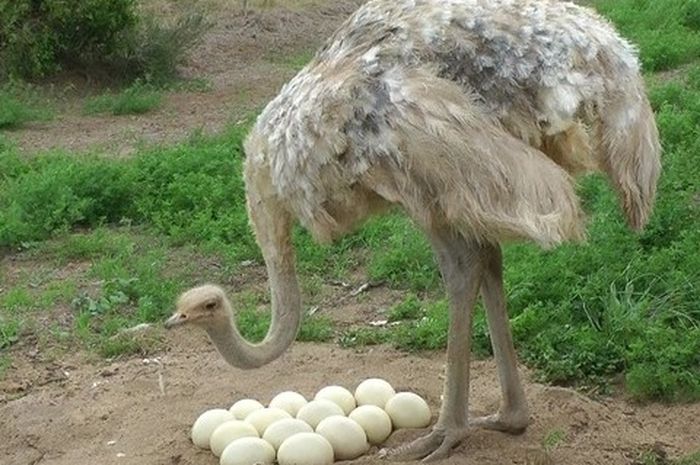 Mengapa Makhluk Hidup Perlu Berkembang Biak? Materi Kelas 3 SD Kurikulum Merdeka - Bobo