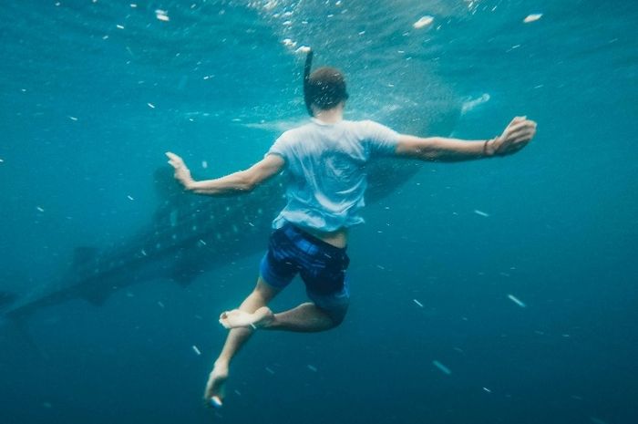 3 Arti Mimpi Digigit Hiu, Benarkah akan Ketiban Sial dan Nasib Tak ...