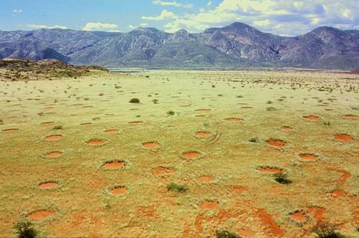 Unik dan Misterius, Dari Mana Munculnya Fenomena Fairy Circles? # ...
