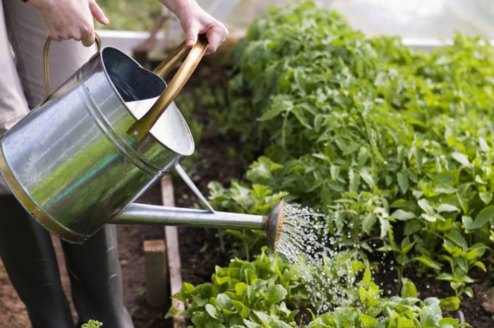 Ini yang Terjadi Kalau Sering Siram Tanaman dengan Air Ditambah Micin ...