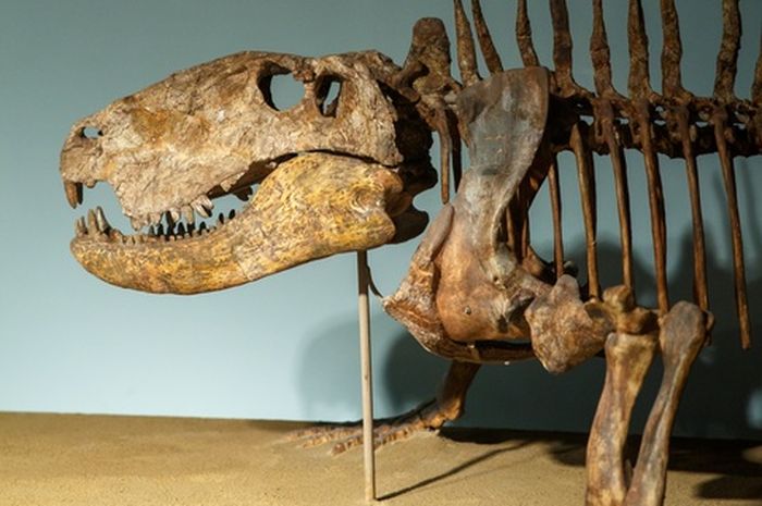 Apa yang Membuat Fosil Dinosaurus Bisa Bertahan Hingga Ratusan Juta ...