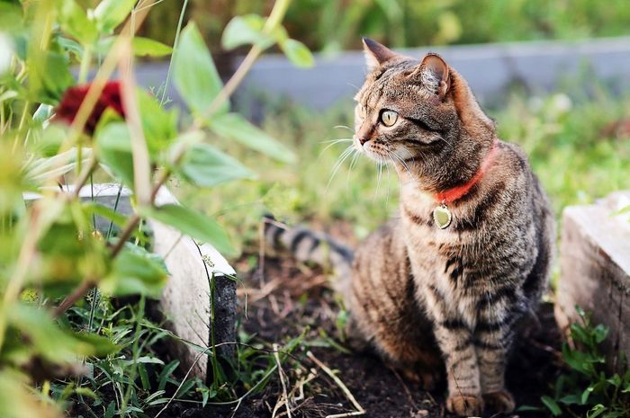 Trik Jitu Mengusir Kucing Liar Buang Kotoran Tanpa Ditendang Atau ...