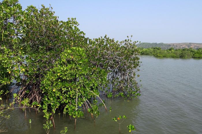 Jangan Keliru, Ini Perbedaan Perikanan Air Payau dan Air Tawar - Kids