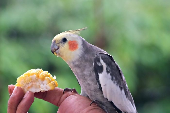 5 Jenis Burung yang Cocok Dipelihara Pemula, Tertarik Pelihara? - Bobo