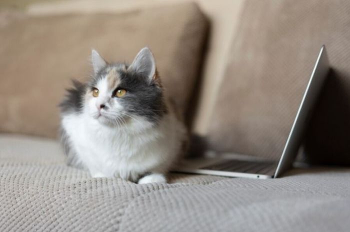 Kenapa Kucing Suka Rebahan di Atas Laptop? #AkuBacaAkuTahu - Kids