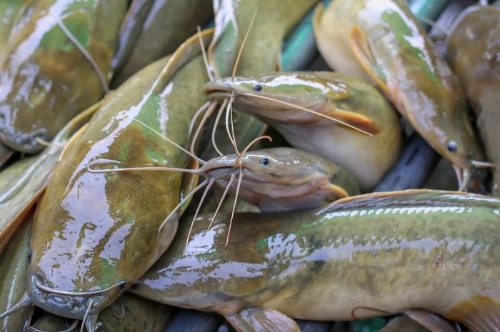 4 Cara Pedagang Pinggir Jalan Mengatasi Lendir Ikan Lele Agar Tidak ...