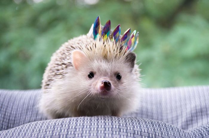 Unik, 3 Hewan Ini Bisa Menggulung Tubuhnya Hingga seperti Bola - Bobo