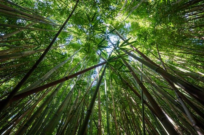 13 Fakta Menarik Bambu, Selama Ini Dianggap Pohon Padahal Termasuk ...