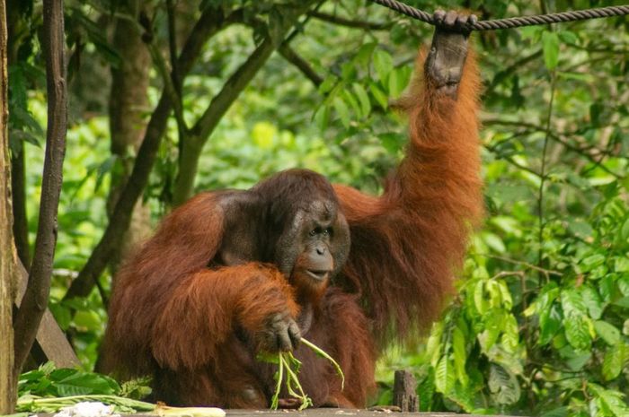 5 Perbedaan Menarik Orang Utan dan Simpanse, Salah Satunya Penampilan ...