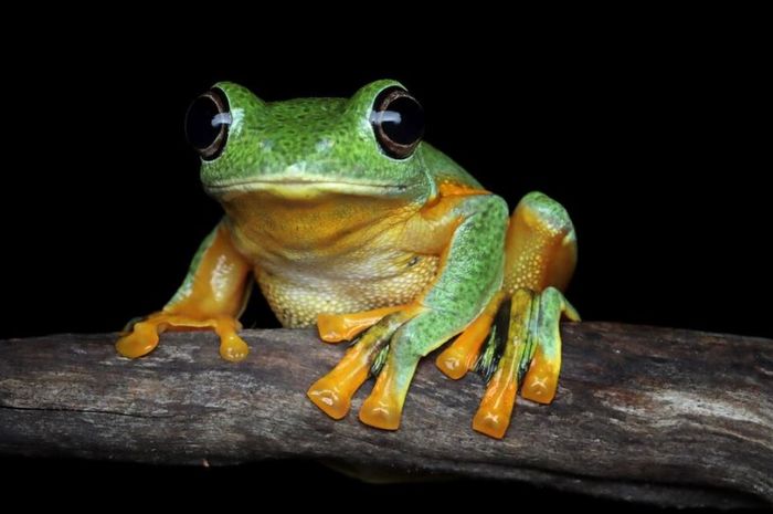 Kenapa Kulit Katak Selalu Terlihat Basah? #AkuBacaAkuTahu - Kids