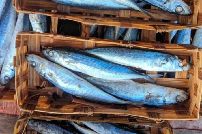 Tips Memilih Ikan Pindang Besek yang Tidak Mengandung Pengawet, Begini ...