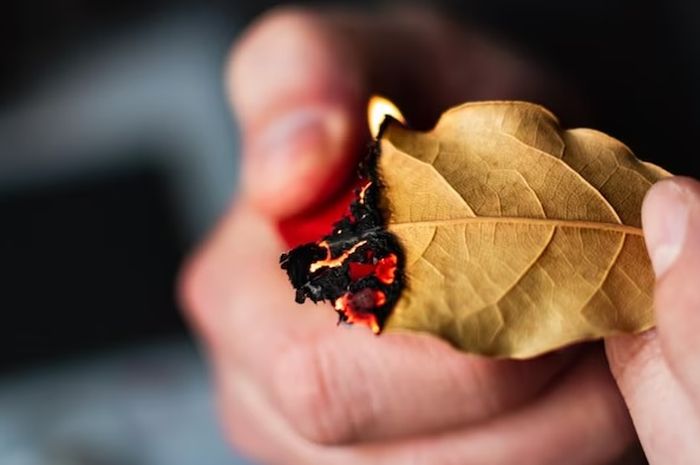 Cuma 10 Menit Bakar 3 Lembar Daun Salam, Ini yang Akan Terjadi Disetiap ...