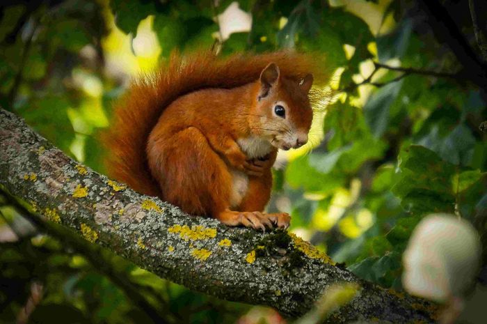 6 Fakta Unik Tupai Merah, Hewan Kecil Berbulu Merah yang Menggemaskan ...