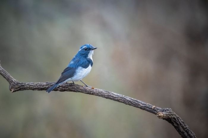 Mengenal Anatomi Tubuh Burung, dari Sayap hingga Sistem Reproduksi ...