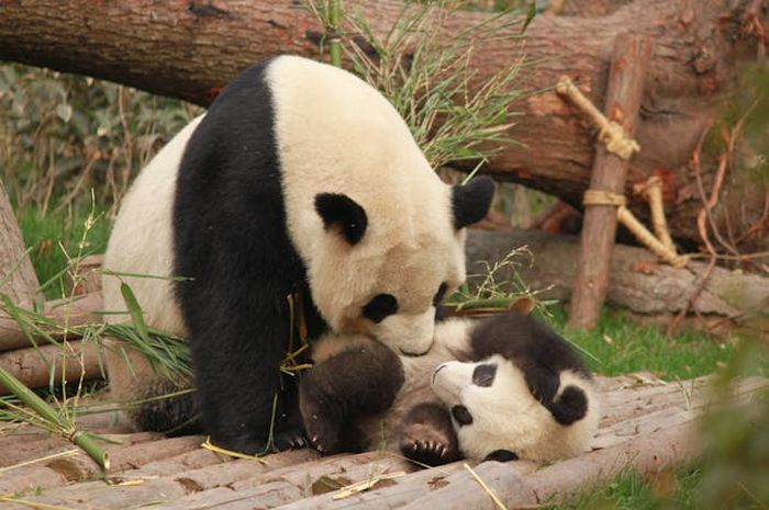 3 Alasan Panda Suka Berguling-guling, Benarkah Karena Malas # ...