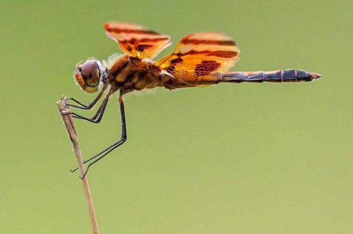 4 Serangga Ini Jangan Diusir dari Rumah, Diam-diam Bisa Membawa 'Uang ...