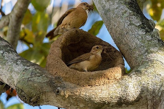 Punya Bentuk Sarang Unik, Ini 5 Fakta Unik Jenis Burung Ovenbird - Bobo