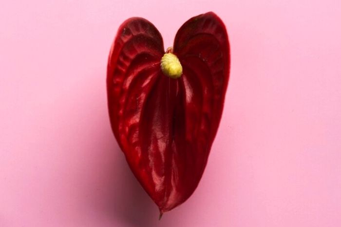 Biji Kacang Wanita yang Bikin Kedutan, Begini Cara Memainkan Klitoris ...