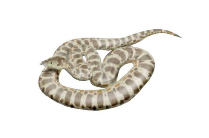 Selisik Titanoboa, Ular Purba Raksasa yang Hidup di Zaman Paleosen ...