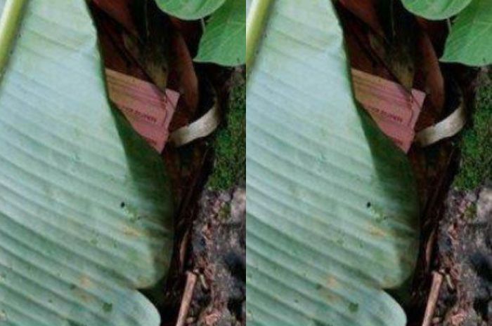 Viral Pria Ngaku Temukan Uang Rp 5,4 Juta Tertutup Daun Pisang, Bukan ... Viral Pria Ngaku Temukan Uang Rp 5,4 Juta Tertutup Daun Pisang, Bukan ...