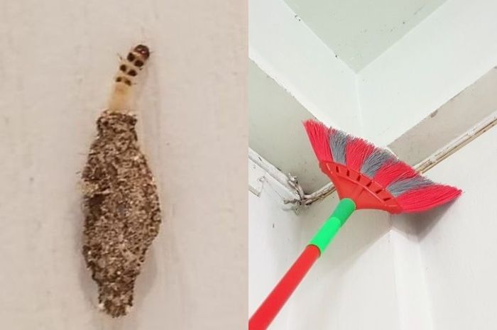 Cara Membasmi Serangga Kamitetep Agar Tidak Menimbulkan Gatal di Kulit ...