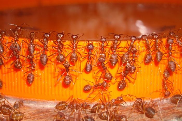 Tak Perlu Bahan Kimia, Ini 5 Cara Buat Semut Merah Pergi dari Rumah - Bobo