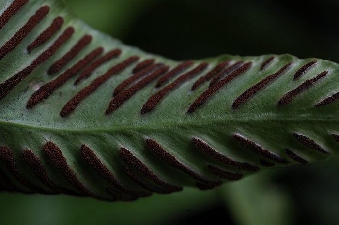 5 Contoh Tumbuhan yang Berkembang Biak dengan Spora serta Ciri-cirinya ...