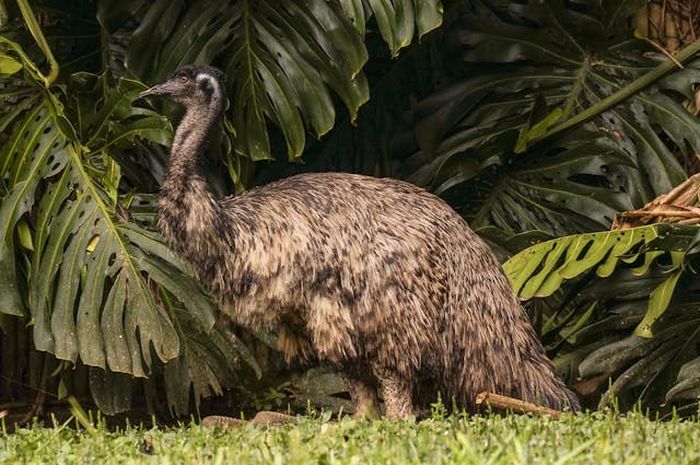 15 Fakta Menarik Burung Emu, Burung Asli Australia yang Punya Cakar ...