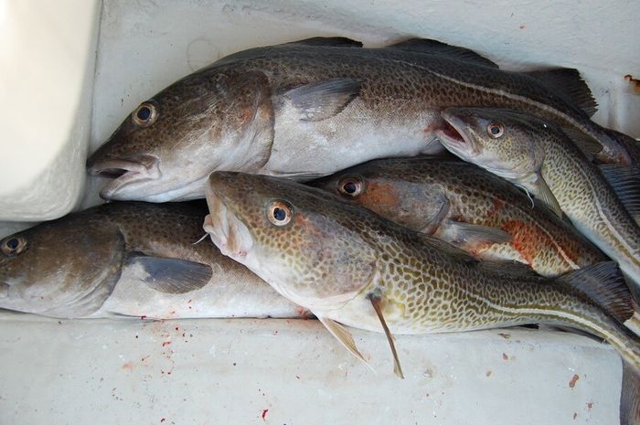 Makanan Sehat Sejak Ribuan Tahun Lalu, Ini 5 Fakta Menarik dari Ikan ...