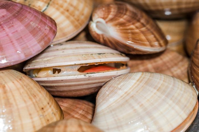 Tips Memilih Kerang saat Beli di Pasar, Jangan Pilih dengan Ciri-ciri ...