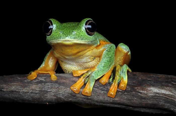 15 Fakta Menarik Katak Tomat, Si Merah Beracun dari Pulau Madagaskar - Kids