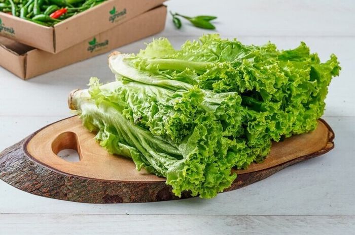 Cara Simpan Selada yang Benar Agar Tidak Cepat Busuk, Tetap Renyah ...