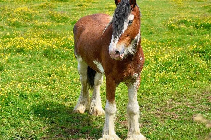 Punya Bulu Panjang dan Badan Besar, Ini 5 Fakta Unik Kuda Clydesdale - Bobo