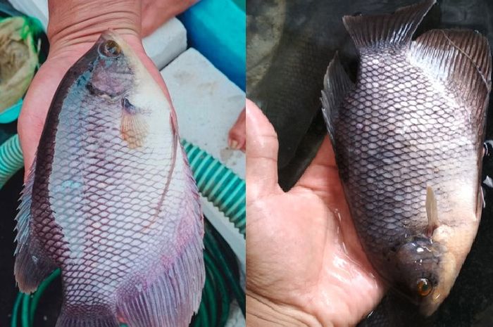4 Cara Memilih Ikan Gurame Segar Di Pasar, No. 3 Malah Sering Dikira ...