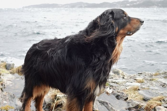 Punya Bulu Panjang yang Menawan, Ini 5 Fakta Unik Ras Anjing Gordon ...