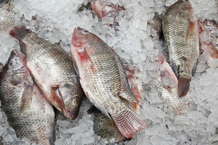 Tips Membekukan Ikan di Freezer yang Benar, Gunakan 1 Metode Penting ...