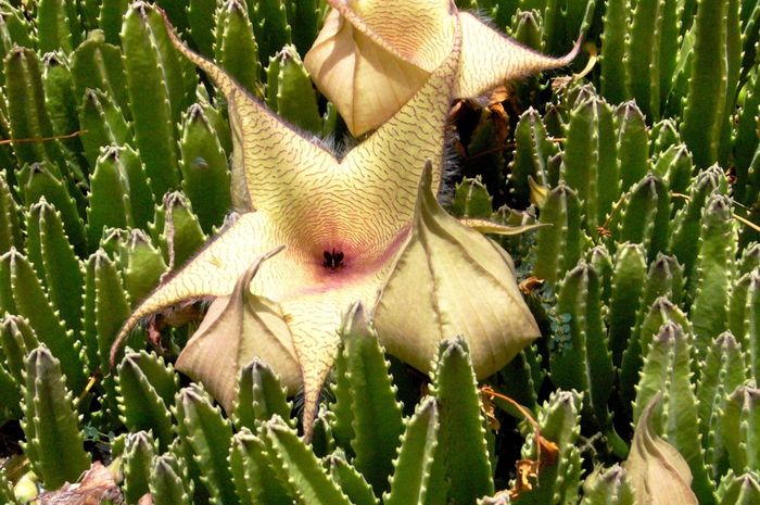 Fakta Menarik Tumbuhan Stapelia, Bunga Bintang Laut yang Berbau Busuk ...