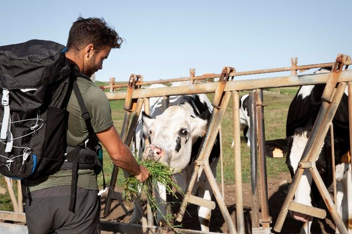 Ternyata Begini Cara Mengusir Lalat pada Pada Peternak Sapi, Bisa ...