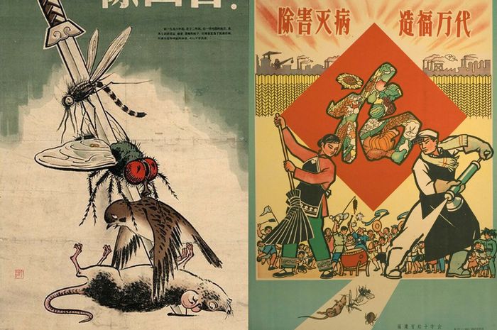 Four Pests: Kampanye 'Mulia' Mao Zedong yang Memicu Bencana Ekologis ...