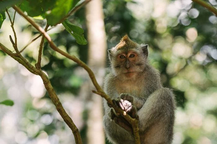 15 Fakta Menarik Monyet Ekor Panjang, Kera Kecil Berekor Panjang - Kids