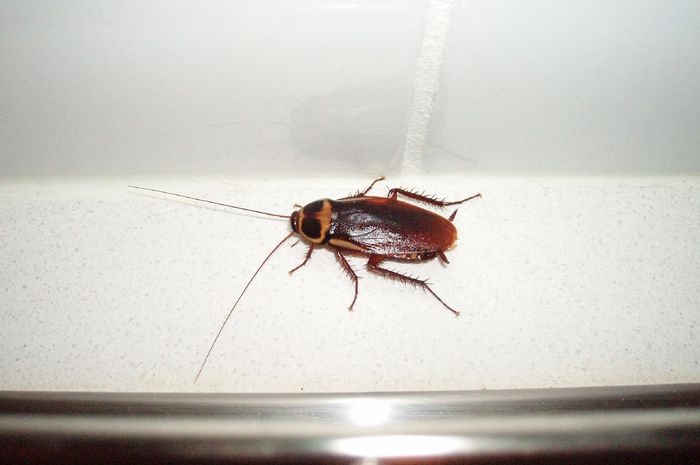 Dunia Hewan: Bagaimana Kecoak Berkembang dan Menyebar dengan Cepat ...