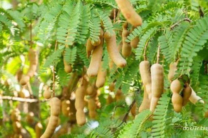 5 Arti Mimpi Pohon Asem, Ternyata Simbol Kesulitan hingga Berhubungan ...