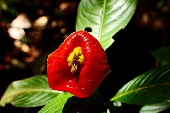 Uniknya Psychotria Elata, Bunga Cantik Berbentuk seperti Bibir Merah ...