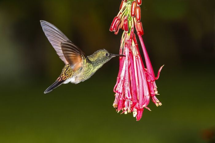 15 Fakta Menarik Burung Kolibri, Burung Terkecil di Dunia yang Bisa ...