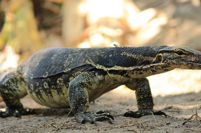 4 Arti Mimpi Dikejar Biawak, Pertanda Adanya Ketakutan dan Ancaman Tak ...